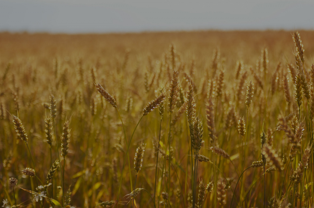 wheat-bg-1 | Wood River Internet